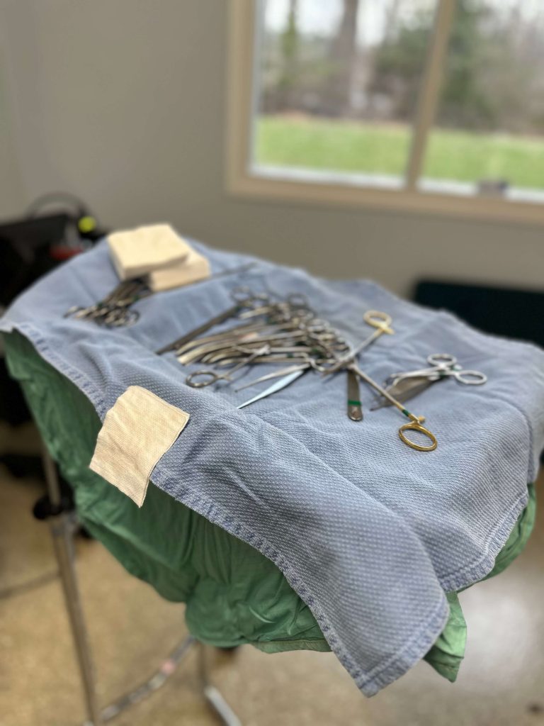 Spay/Neuter in Jackson, MI | Arbor Hills Veterinary Clinic